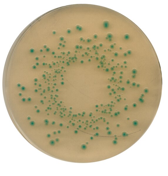 Gélose TBX (Tryptone bile X-glucuronide) | 116122